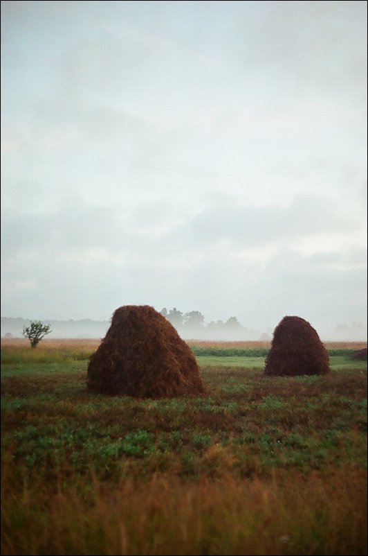 siena gubas – Miks Latvis